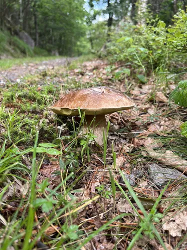 Best Hikes and Trails in Rabali naturreservat | AllTrails