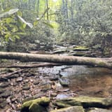 Cat Gap Loop Trail, North Carolina - 690 Reviews, Map | AllTrails