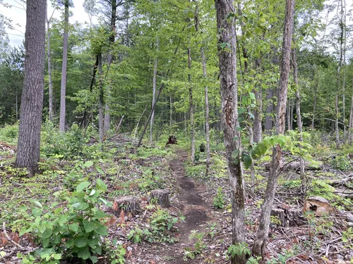 2023 Best Trails, Walks, and Paths in Whitewater Region | AllTrails