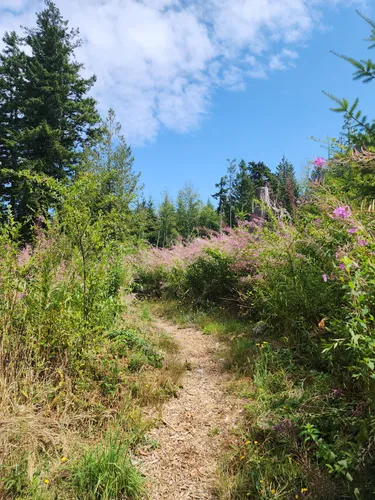 Best Hikes and Trails in Port Ludlow | AllTrails