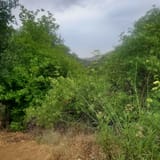 Oak Glen Preserve Trails, California - 727 Reviews, Map | AllTrails