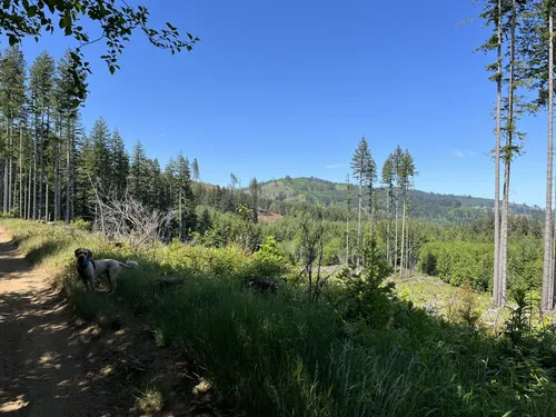 10 Best Off Road Driving Trails in Capitol State Forest | AllTrails