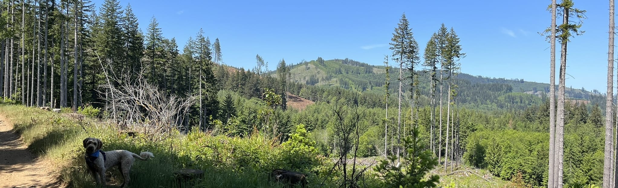 Larch Mountain, Capitol Peak, and Waddell Creek Loop: 16 Reviews, Map ...