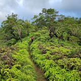 Manana Ridge Trail to Ko'olau Summit, Oahu, Hawaii - 172 Reviews, Map ...
