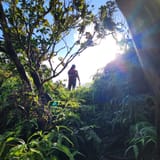 Manana Ridge Trail to Ko'olau Summit, Oahu, Hawaii - 172 Reviews, Map ...