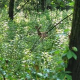 Farmdale Recreation Area Trail, Illinois - 804 Reviews, Map | AllTrails