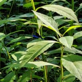 Farmdale Recreation Area Trail, Illinois - 917 Reviews, Map | AllTrails