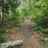 Dosewallips River Road Trail, Washington - 604 Reviews, Map | AllTrails
