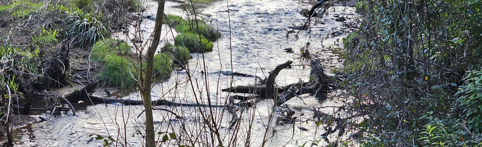 River Track Loop from Upper Mangatawhiri Campground: 9 foto's ...