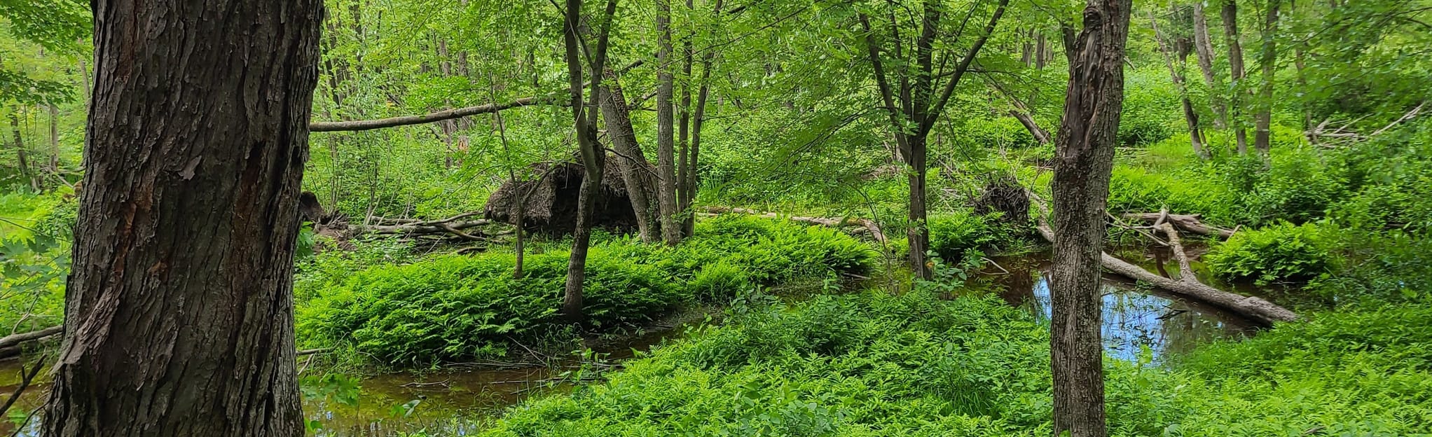 Tylee Marsh Trail, Quebec, Canada - 32 Reviews, Map | AllTrails