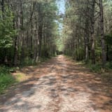 Redden State Forest Loop, Delaware - 368 Reviews, Map | AllTrails