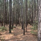 Redden State Forest Loop, Delaware - 368 Reviews, Map | AllTrails