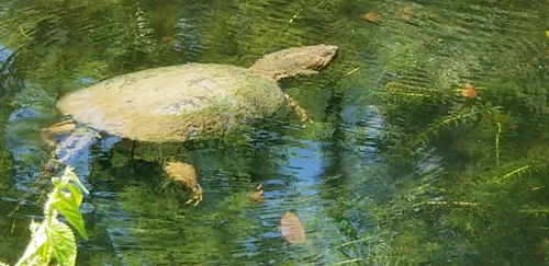 Best Hikes and Trails in George Lorimer Preserve | AllTrails