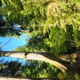 Cathedral Tree Trail, Oregon - 922 Reviews, Map | AllTrails