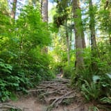 Cathedral Tree Trail, Oregon - 922 Reviews, Map | AllTrails