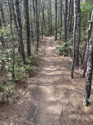 2023 Best Mountain Biking Trails in Rocky Point State Pine Barrens ...