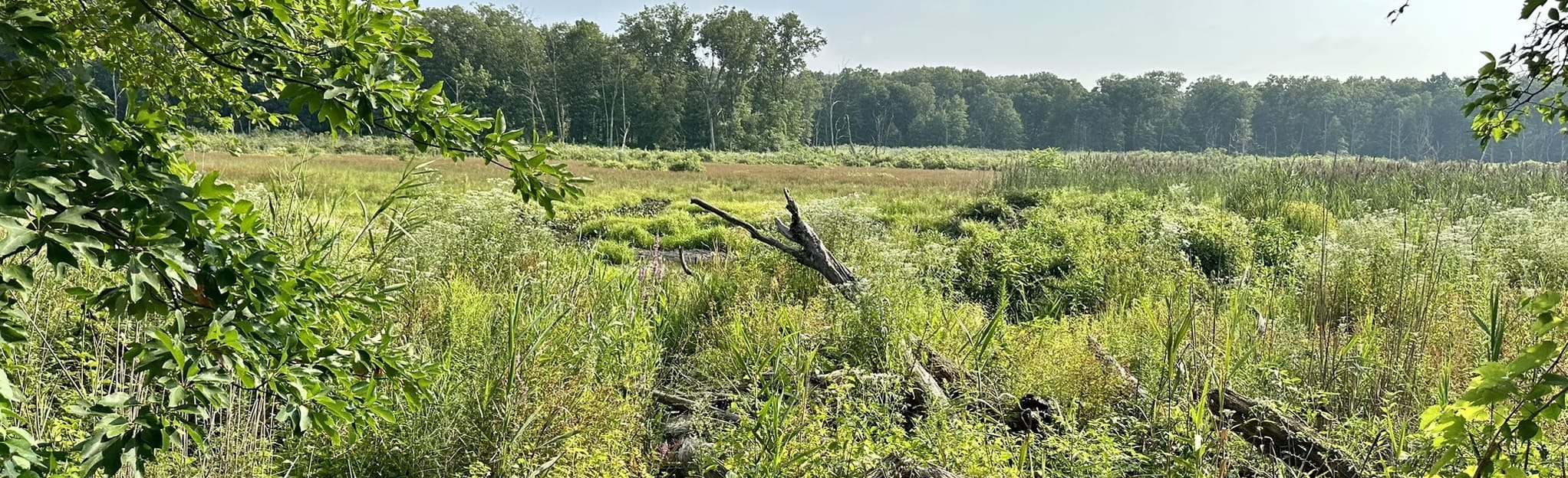 Cowles Bog Indiana Dunes Trail 7, 10, 9, 8: 70 Reviews, Map - Indiana ...