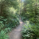 Quinault Loop, Washington - 1,550 Reviews, Map | AllTrails