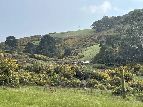 Best Hikes and Trails in Second Valley Forest Reserve | AllTrails