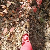 Foresthill Divide Loop, California - 1,031 Reviews, Map | AllTrails