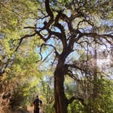 Foresthill Divide Loop, California - 1,108 Reviews, Map | AllTrails