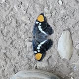 Foresthill Divide Loop, California - 1,108 Reviews, Map | AllTrails