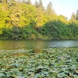 Lake Fenwick, Washington - 666 Reviews, Map | AllTrails