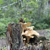 Pinhey Forest 31 Trail, Ontario, Canada - 616 Reviews, Map | AllTrails