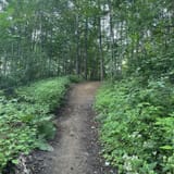 Pinhey Forest 31 Trail, Ontario, Canada - 616 Reviews, Map | AllTrails