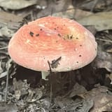 Ryan Park Loop, Rhode Island - 422 Reviews, Map | AllTrails