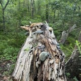 Ryan Park Loop, Rhode Island - 422 Reviews, Map | AllTrails