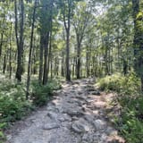 Bushkill Falls Red Trail, Pennsylvania - 615 Reviews, Map | AllTrails