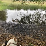 Lough Eske Nature Loop, County Donegal, Ireland - 137 Reviews, Map ...