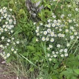 Tallman Ranch via Bridge Creek Trailhead, Colorado - 459 Reviews, Map ...