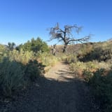 East Walker Loop, California - 512 Reviews, Map | AllTrails
