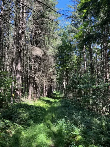 Best Hikes and Trails in Heiberg Memorial Forest | AllTrails