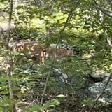 Middlesex Fells Reservation Loop Trail, Massachusetts - 527 Reviews ...