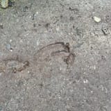 Curry Ridge Trail, Alaska - 756 Reviews, Map | AllTrails