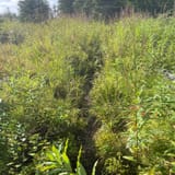 Curry Ridge Trail, Alaska - 756 Reviews, Map | AllTrails