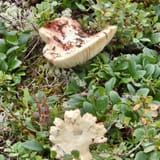 Curry Ridge Trail, Alaska - 756 Reviews, Map | AllTrails