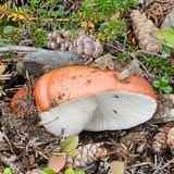 Curry Ridge Trail, Alaska - 756 Reviews, Map | AllTrails