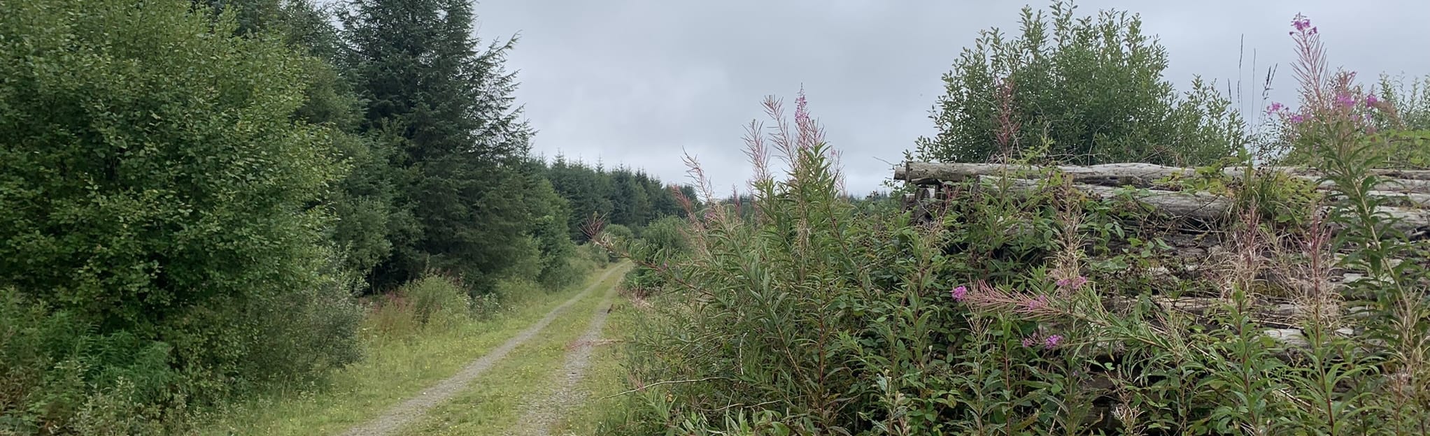 Garwnant Circular: 11 Reviews, Map - Merthyr Tydfil, Wales | AllTrails