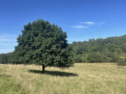 10 Best Trails, Walks, and Paths in Haslemere | AllTrails
