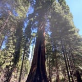 Boole Tree Loop, California - 185 Reviews, Map | AllTrails
