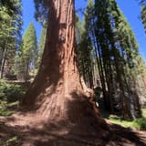 Boole Tree Loop, California - 185 Reviews, Map | AllTrails