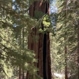 Boole Tree Loop, California - 185 Reviews, Map | AllTrails