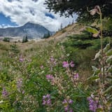 Loowit Loop, Washington - 370 Reviews, Map | AllTrails