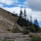 Loowit Loop, Washington - 370 Reviews, Map | AllTrails