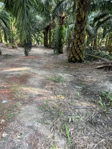 Best Hikes and Trails in Padang Serai | AllTrails