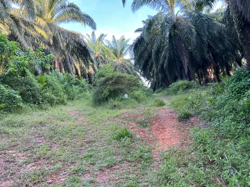 Best Hikes and Trails in Padang Serai | AllTrails